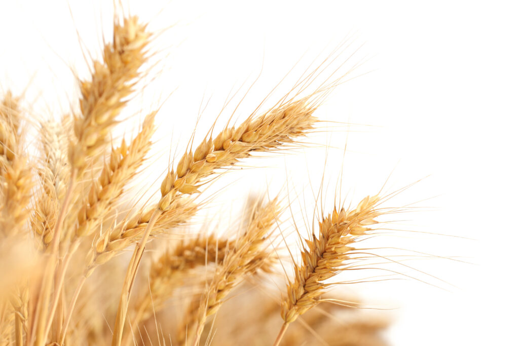Wheat Allergy 101 - Allergylicious